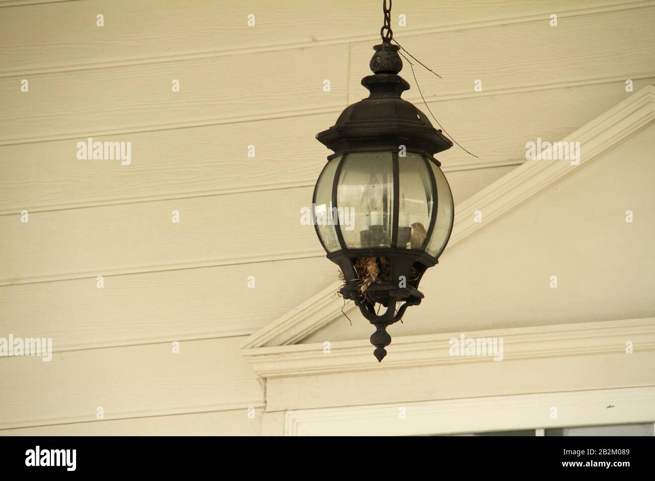 Building a finch bird nest hi-res stock photography and images - Alamy