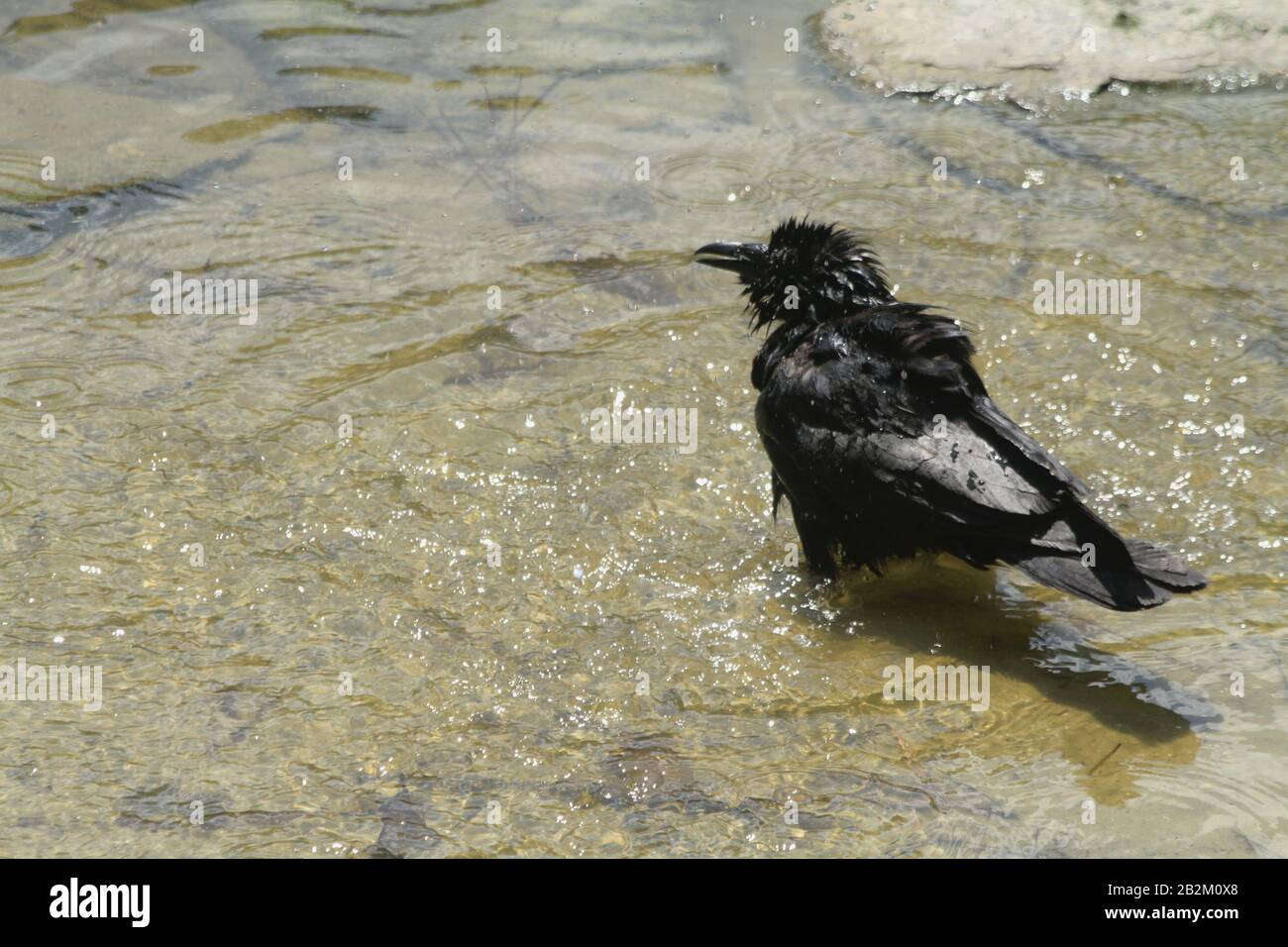 Crow bathing in a stream Stock Photo - Alamy