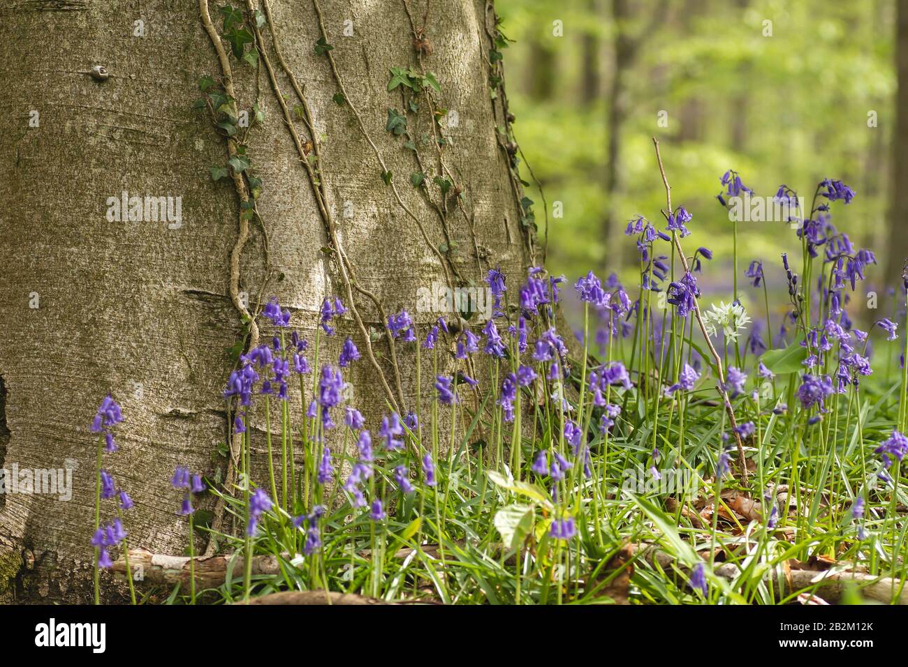 Springtime forest landscape with wild blossoming bluebells purple ...