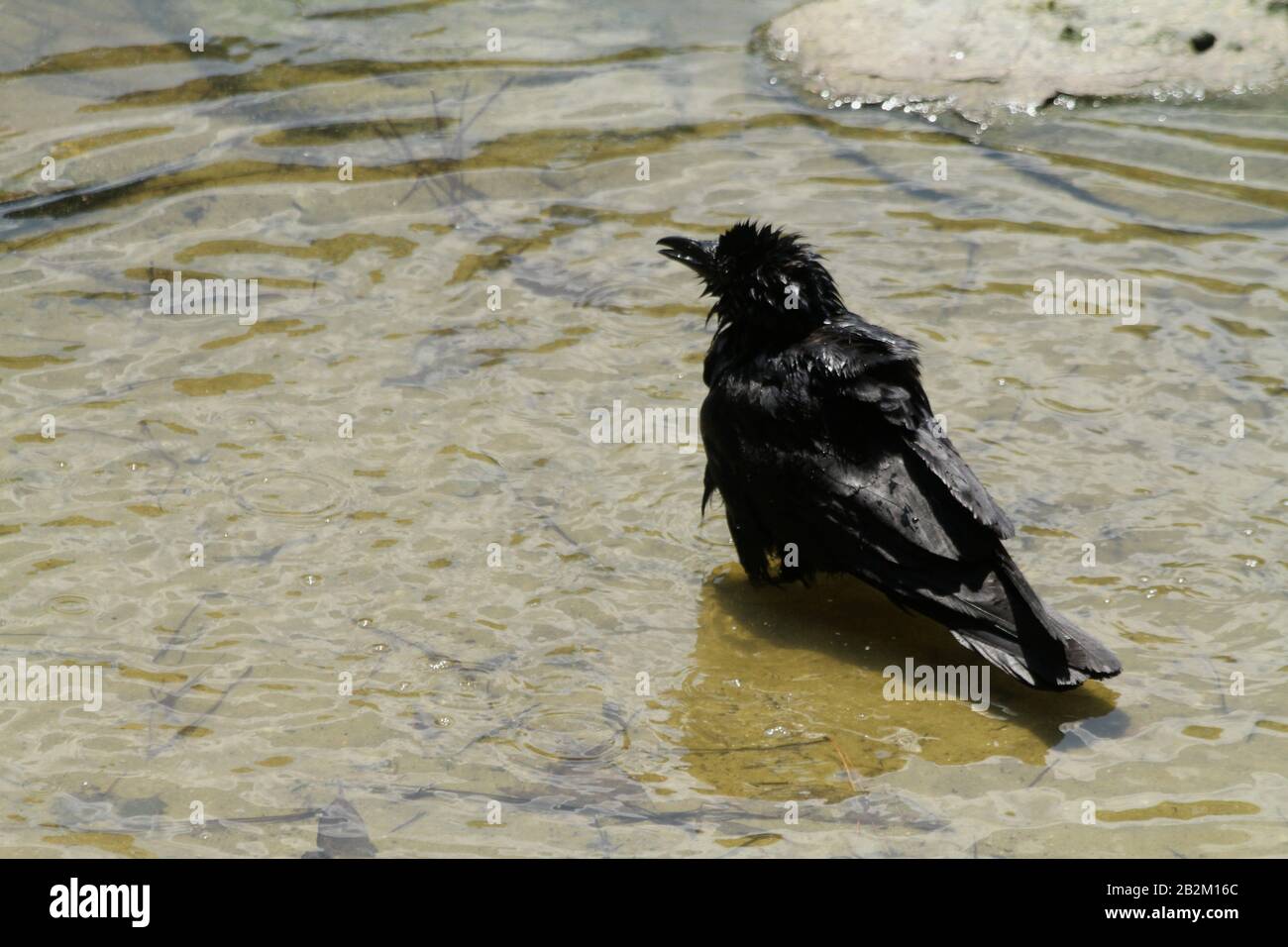 Species american crow hi-res stock photography and images - Alamy