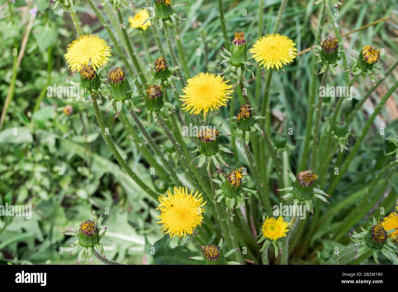 Blooming yellow flowers and unopened dandelion buds against blurred ...