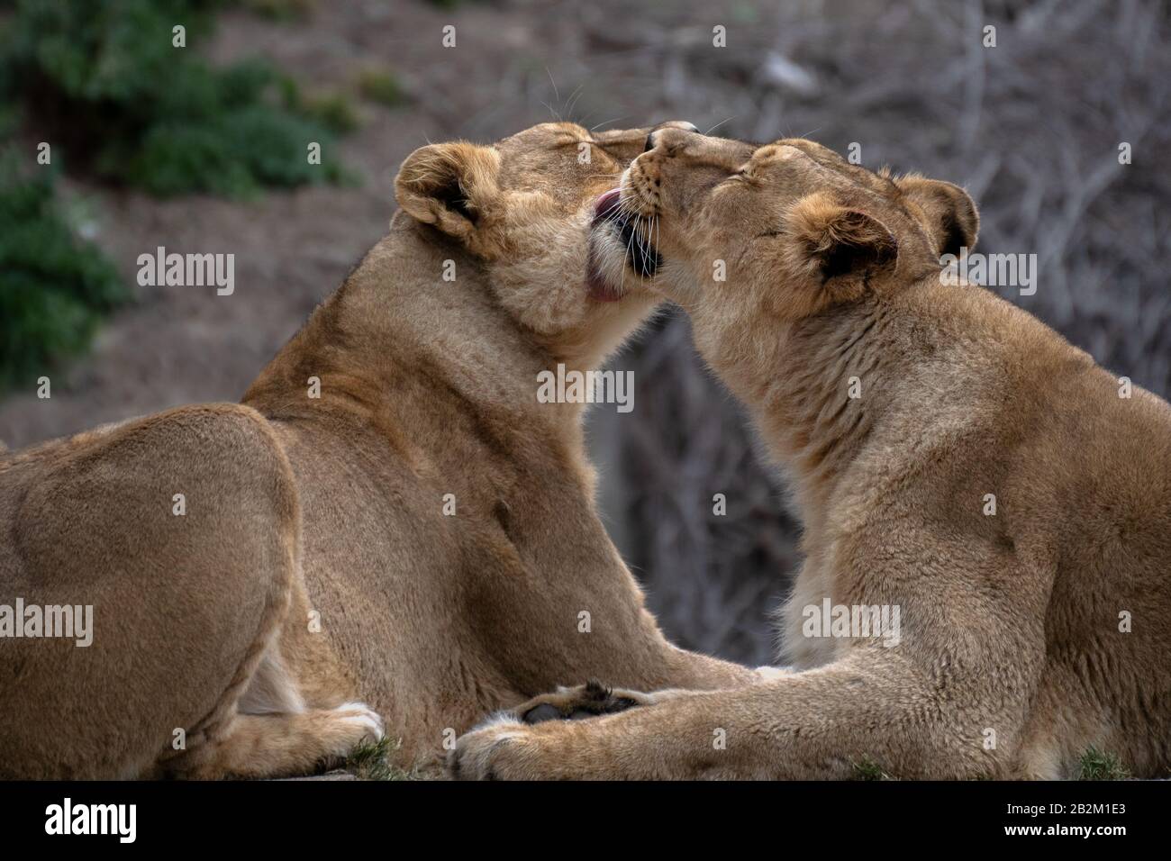 Affectionate and stare hi-res stock photography and images - Alamy