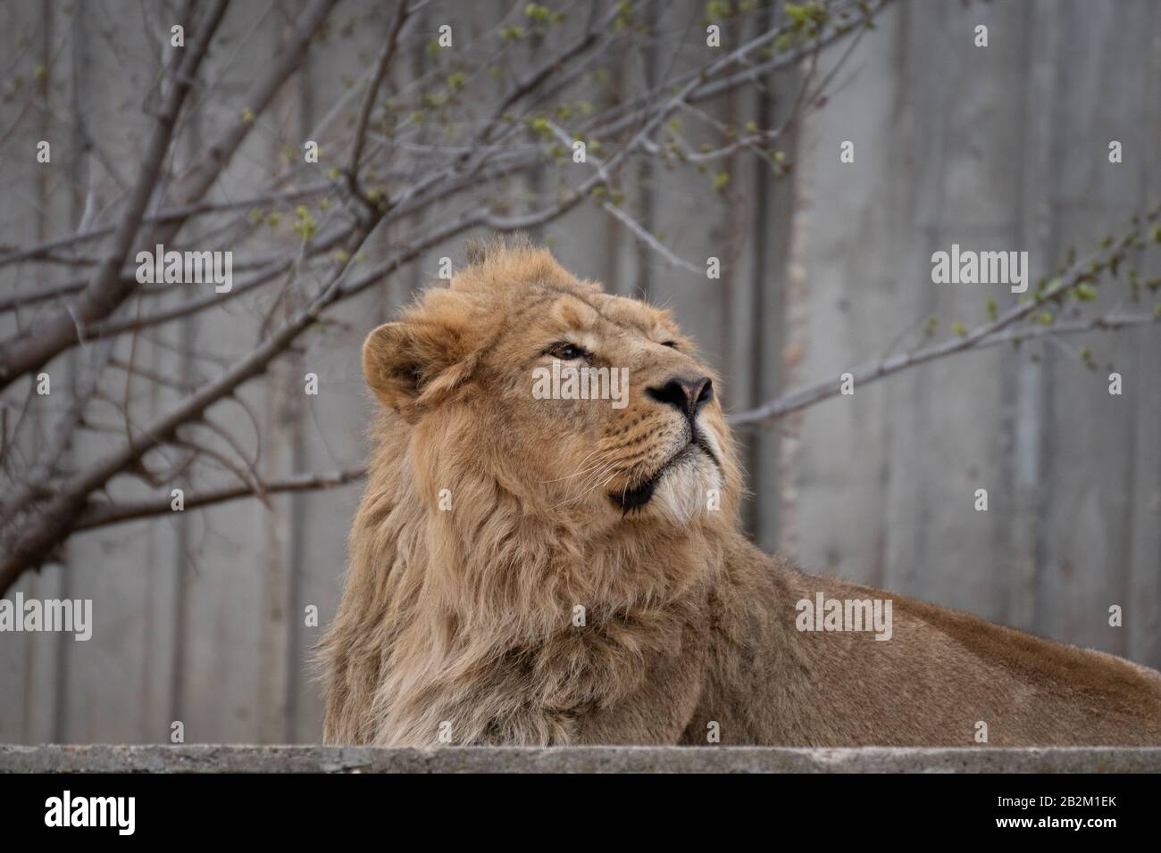 A beautiful portrait of a male Asian lion with a stone background Stock ...