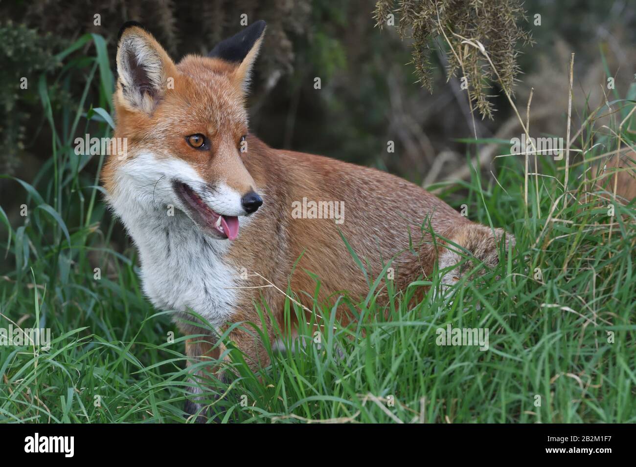 Male red fox Stock Photo - Alamy