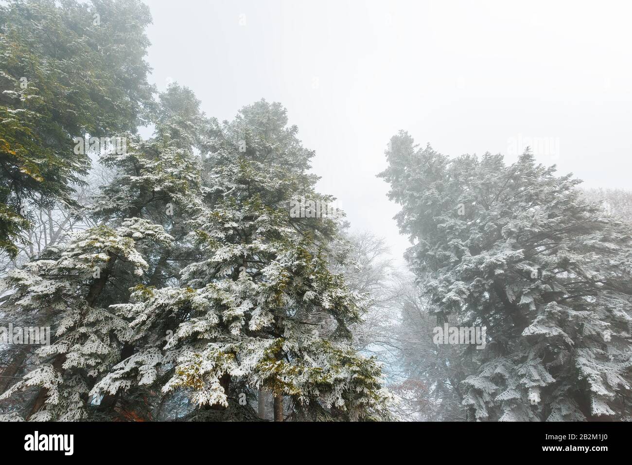Snow-covered coniferous forest in dense fog. View with, soft contrast ...