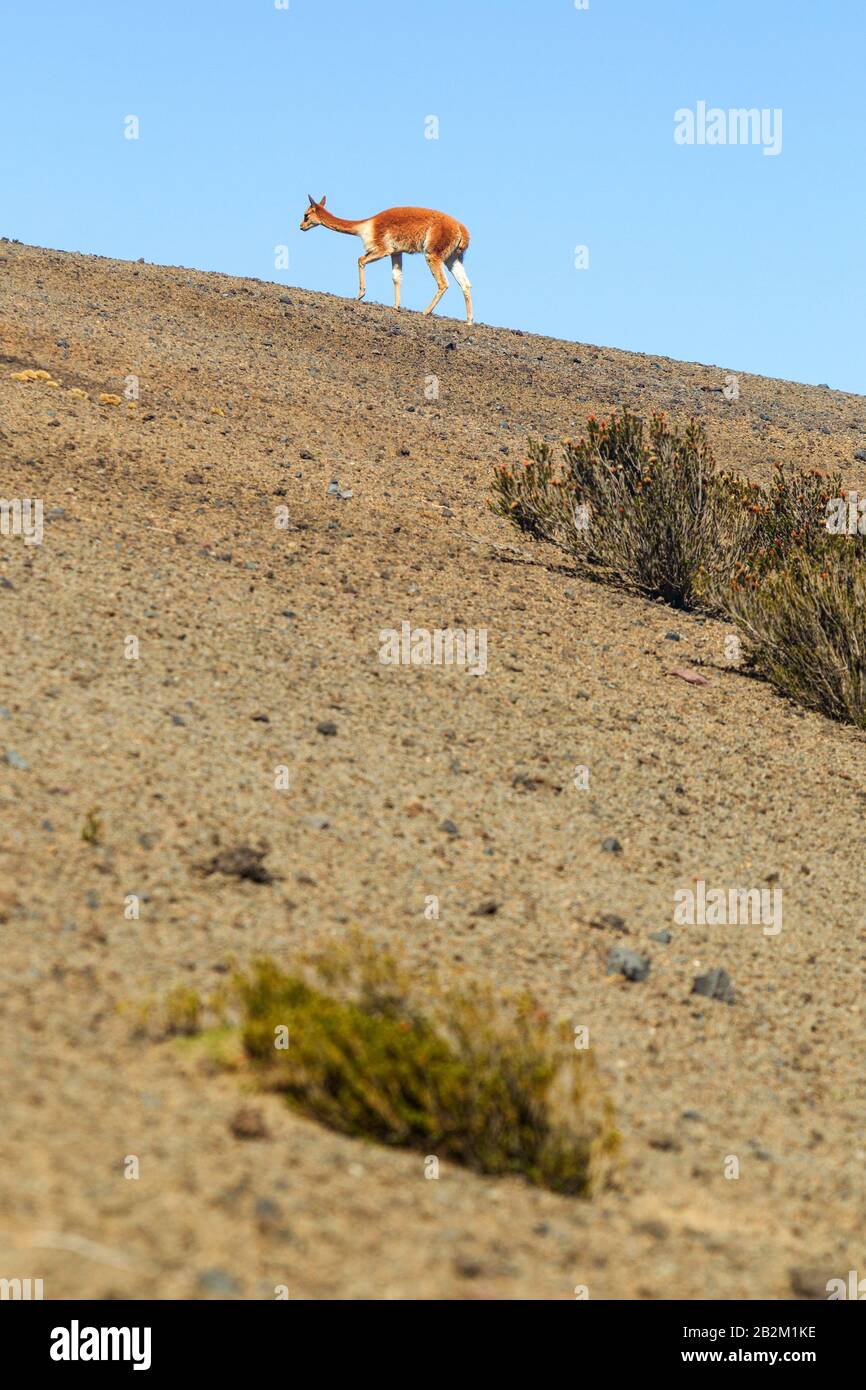 Vicugna Or Vicuna Male A Camelid Specie Specific To The Andes Highlands ...