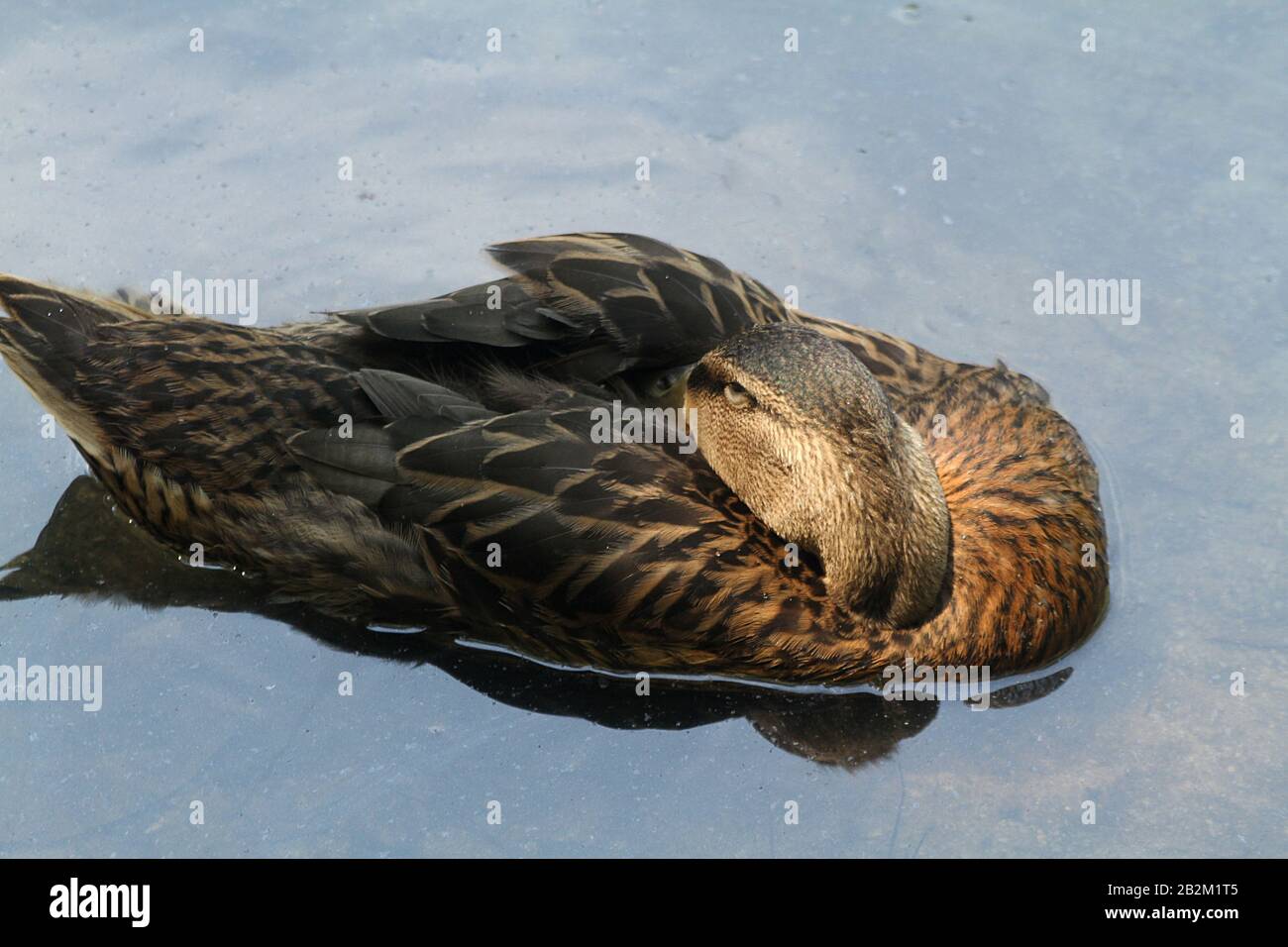 Female mallard with head tucked in wing hi-res stock photography and ...