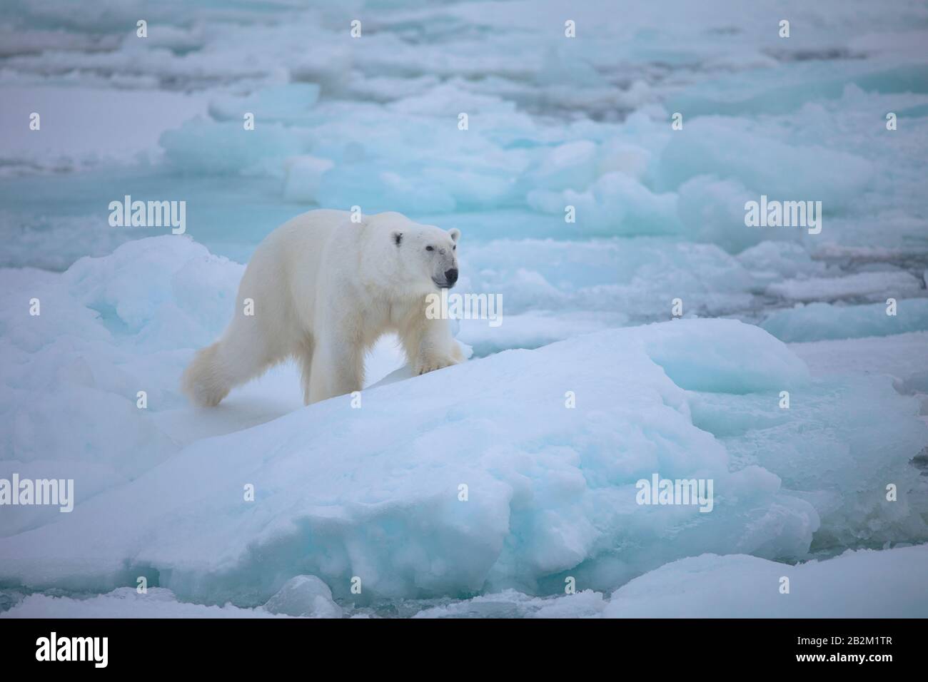 An endangered animal species hi-res stock photography and images - Alamy