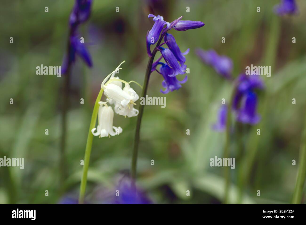 Hyacinthus non scripta hi-res stock photography and images - Alamy