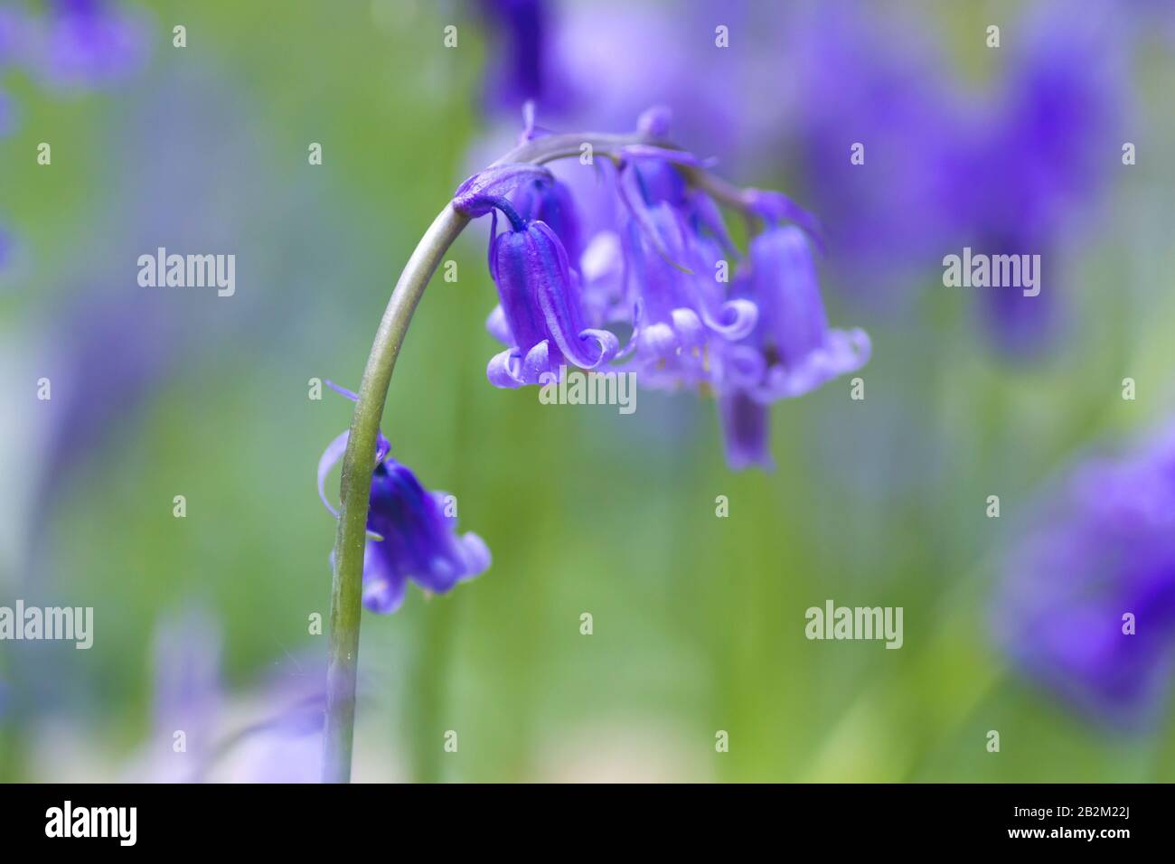 Purple bluebells background hi-res stock photography and images - Alamy
