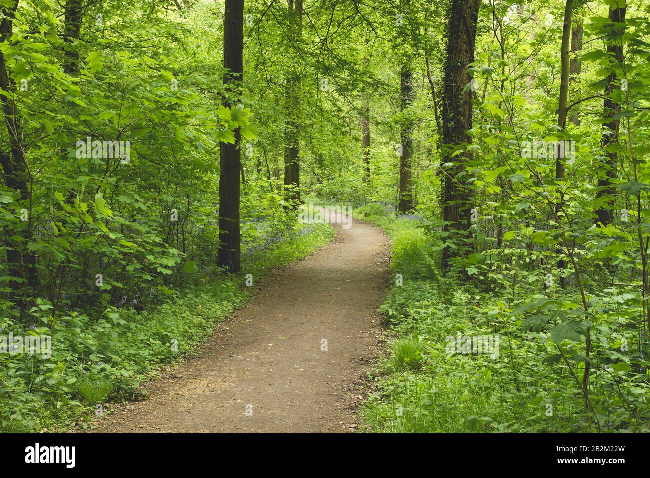 Path in green springtime woodland Stock Photo - Alamy