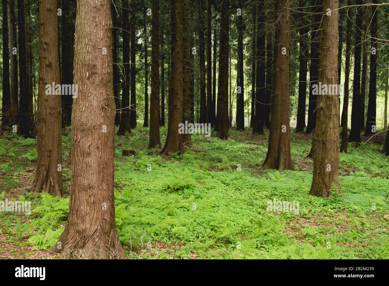 Redwood trees canopy hi-res stock photography and images - Alamy