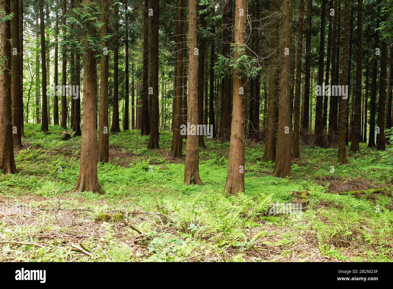 Redwood grove hi-res stock photography and images - Alamy