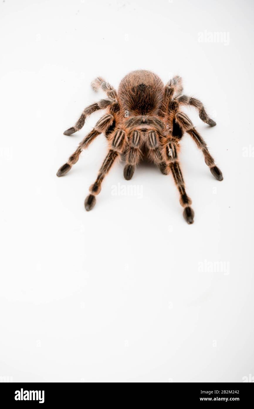 A Chilli Rose Tarantula Spider isolated on a white background Stock ...