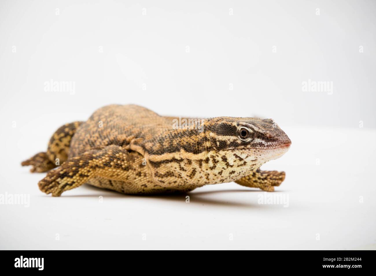 An Ackie/Spiny Tail Monitor (Varanus acanthurus) isolated on a white ...