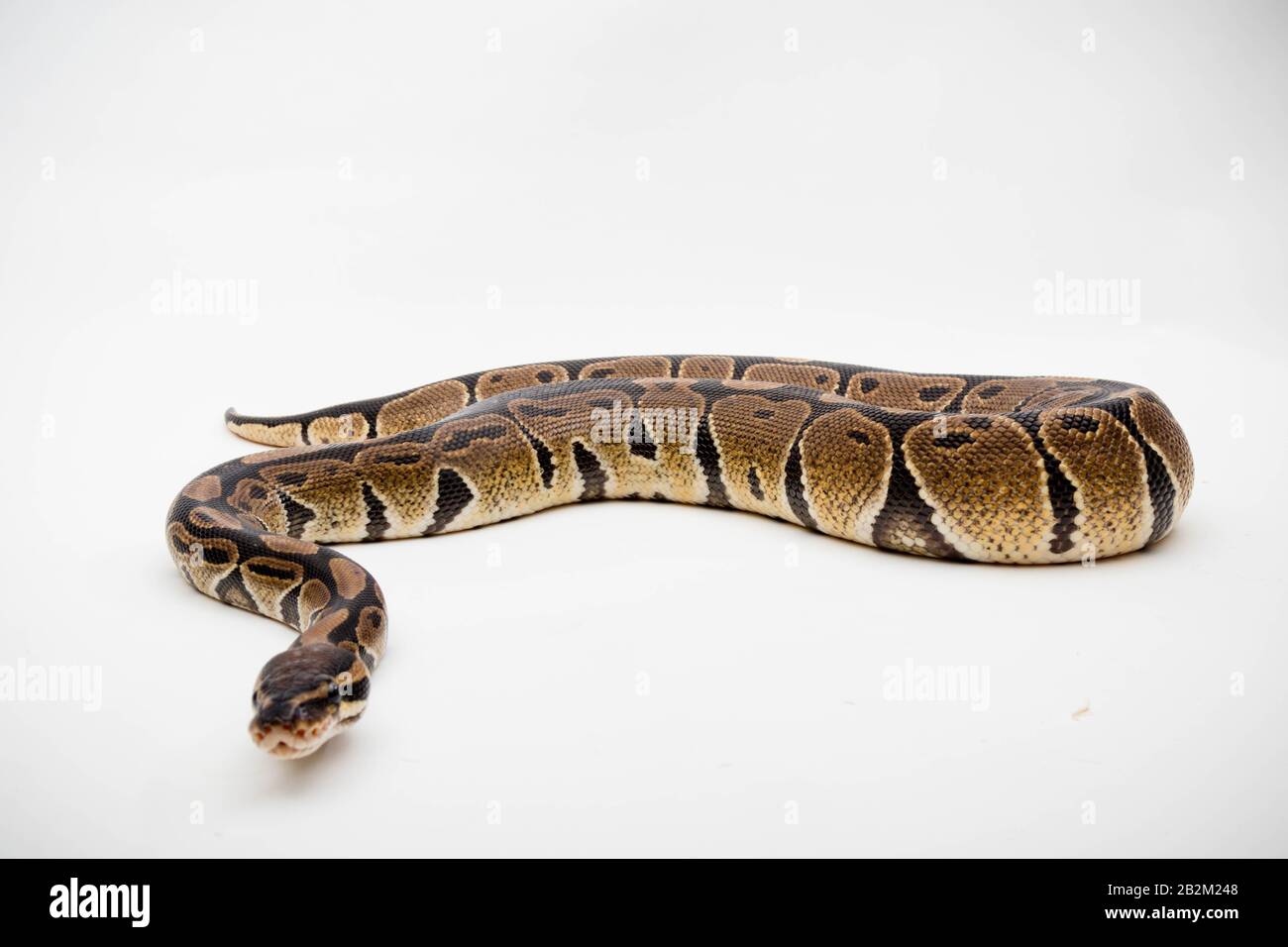 A Royal/Ball Python (Python Regius) isolated on a white background ...