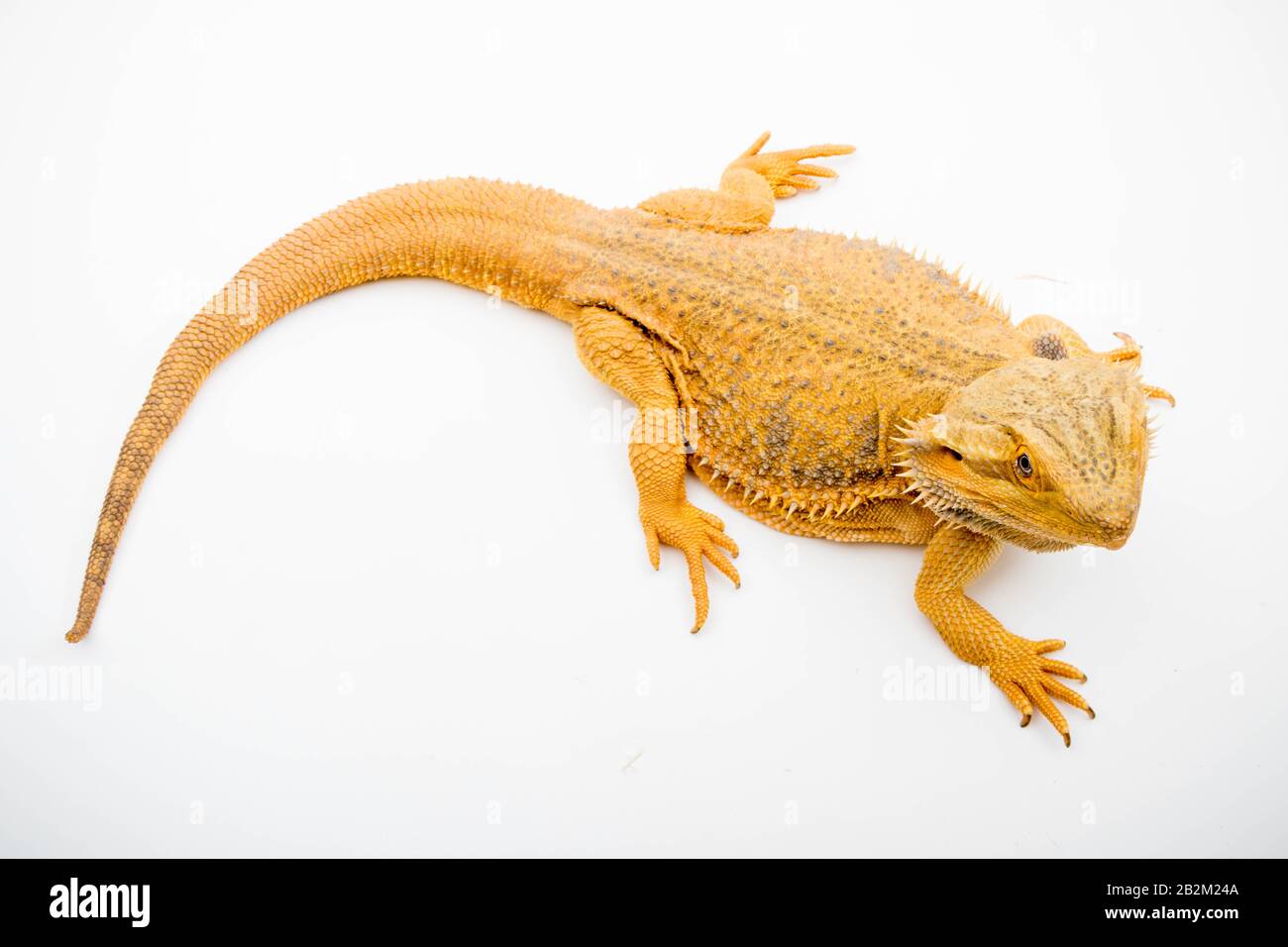 A Bearded Dragon (Pogona vitticeps) isolated on a white background ...