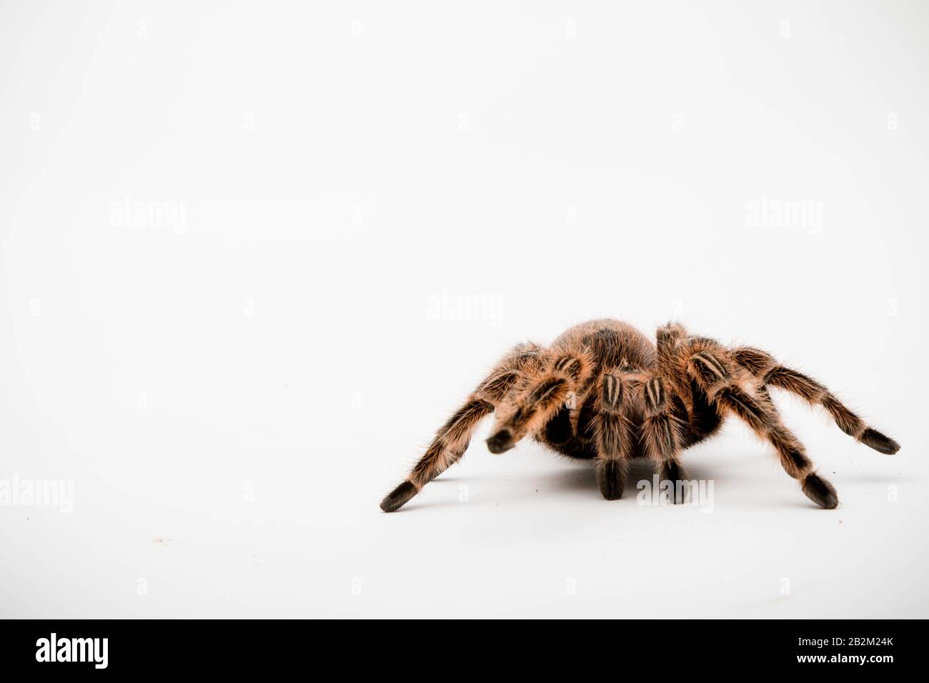 A Chilli Rose Tarantula Spider isolated on a white background Stock ...