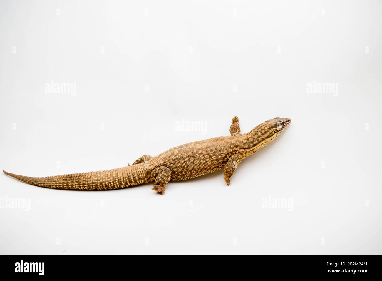 An Ackie/Spiny Tail Monitor (Varanus acanthurus) isolated on a white ...