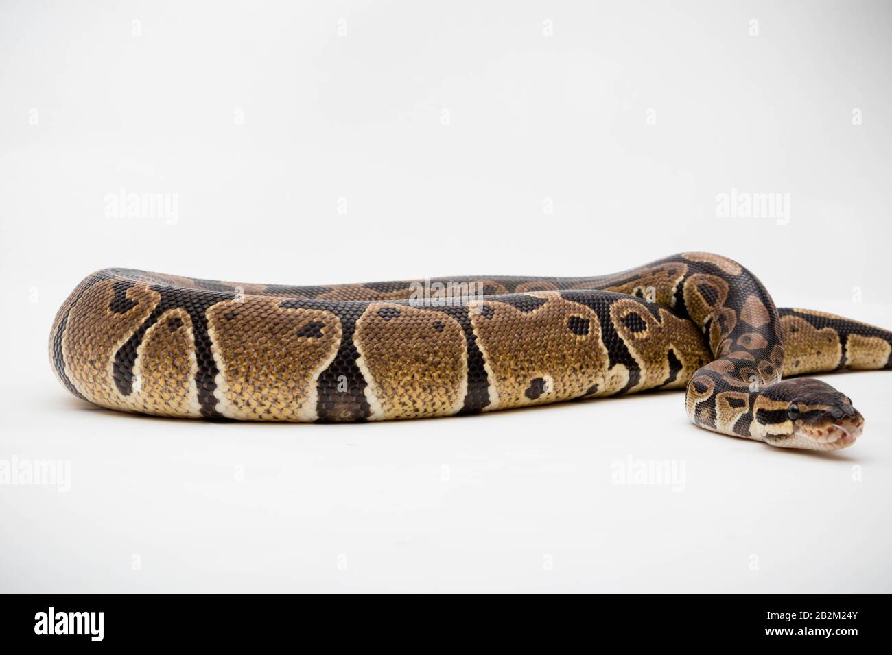 A Royal/Ball Python (Python Regius) isolated on a white background ...