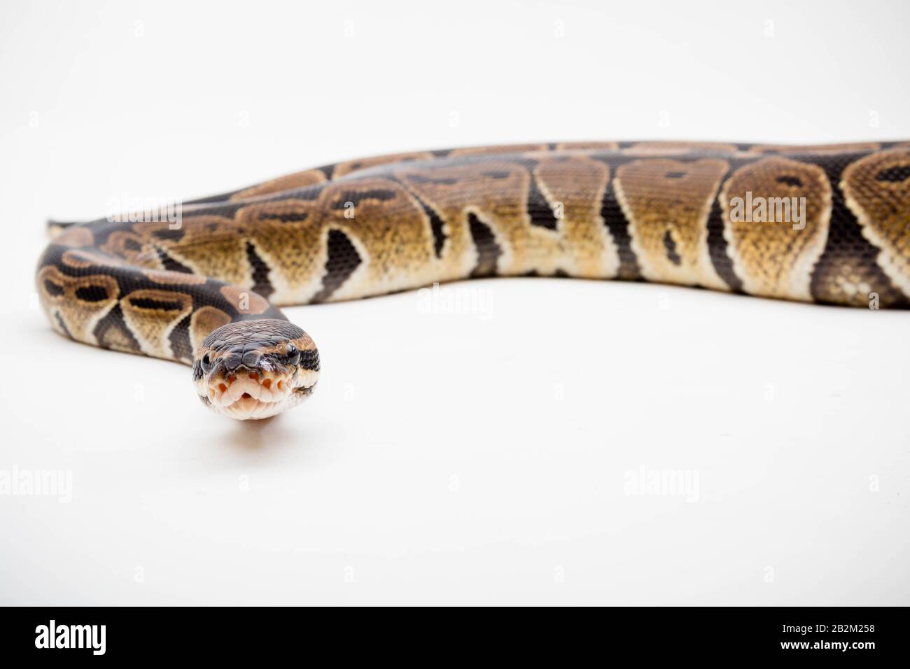A Royal/Ball Python (Python Regius) isolated on a white background ...