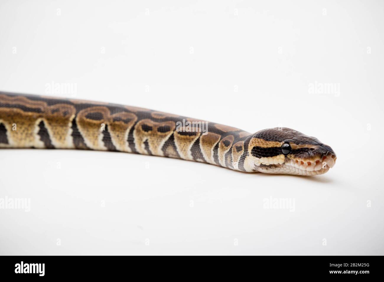 A Royal/Ball Python (Python Regius) isolated on a white background ...