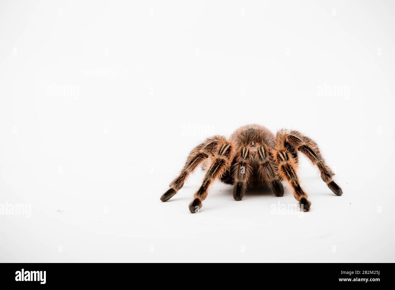 A Chilli Rose Tarantula Spider isolated on a white background Stock ...