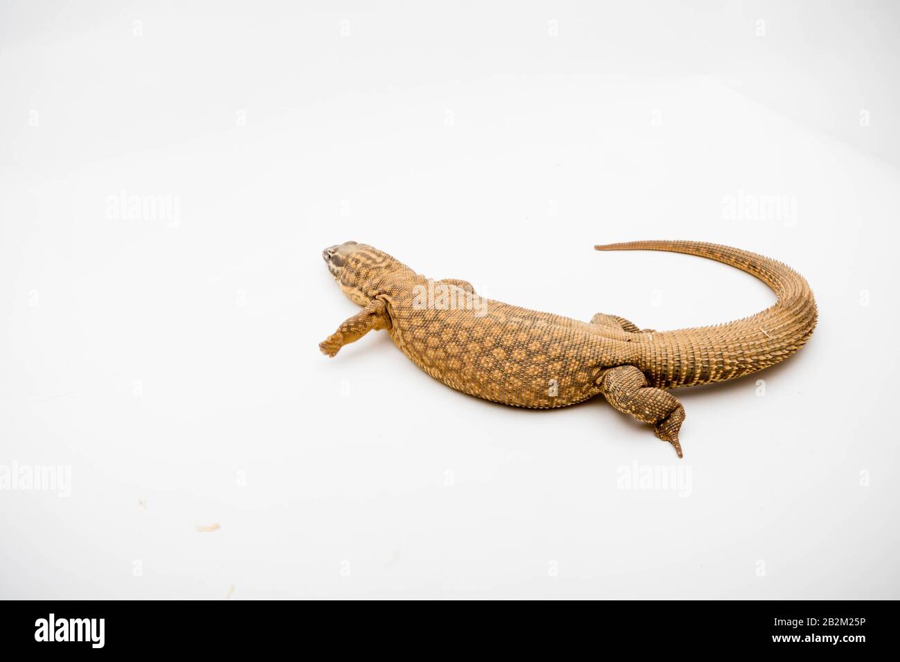 An Ackie/Spiny Tail Monitor (Varanus acanthurus) isolated on a white background Stock Photo - Alamy