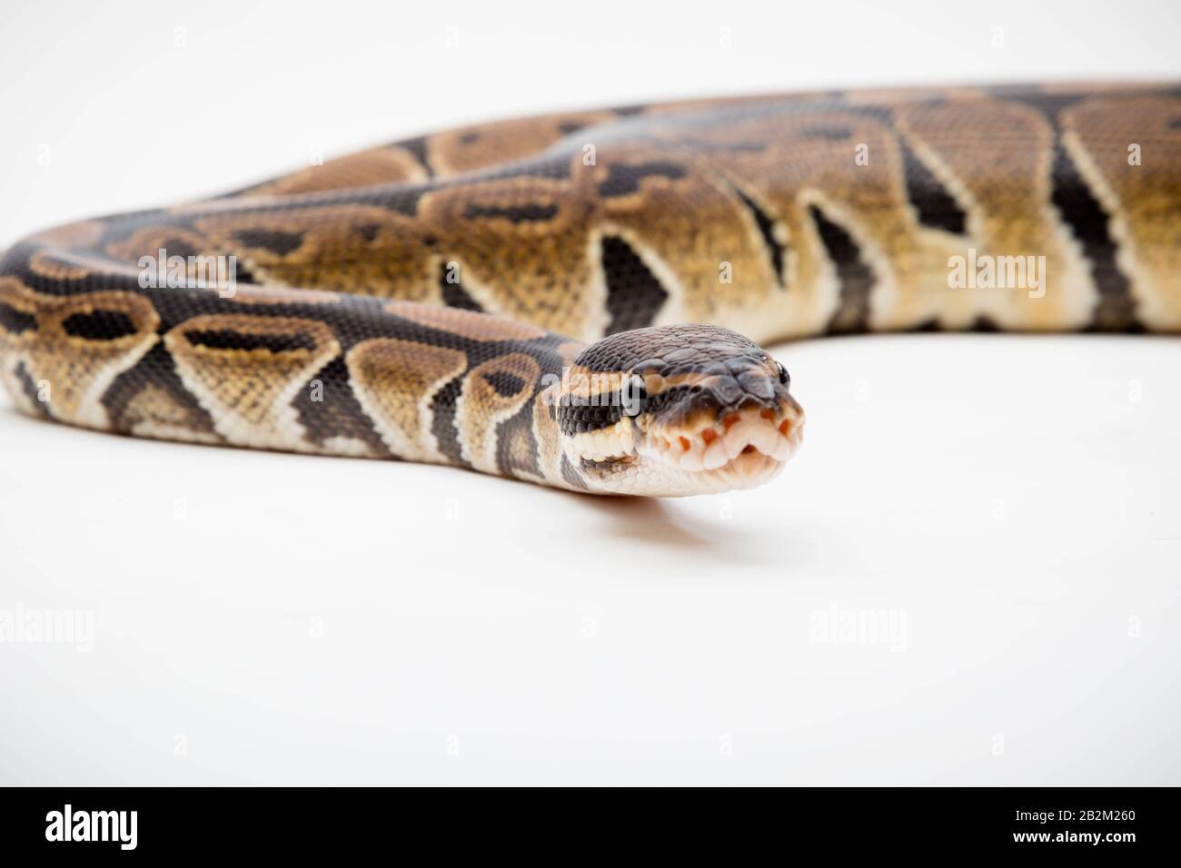 A Royal/Ball Python (Python Regius) isolated on a white background ...