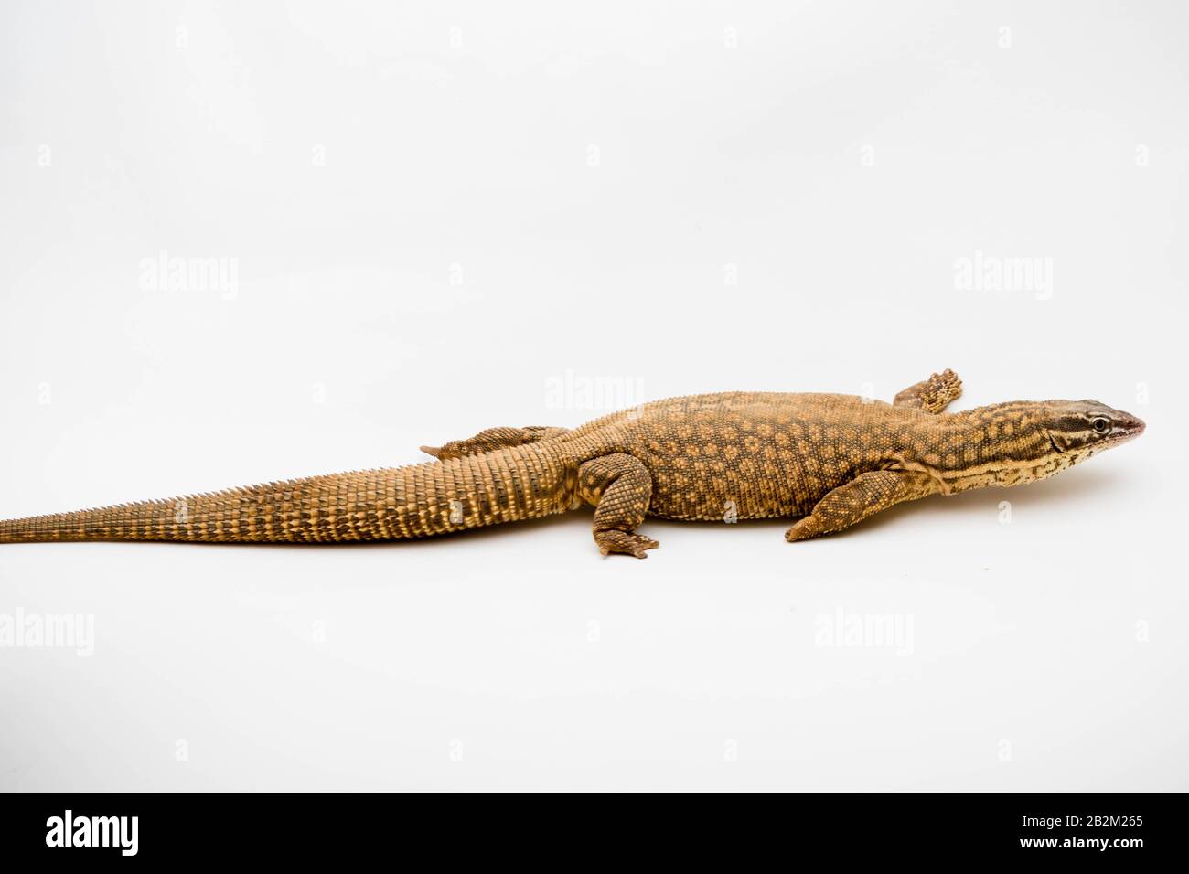 An Ackie/Spiny Tail Monitor (Varanus acanthurus) isolated on a white background Stock Photo - Alamy