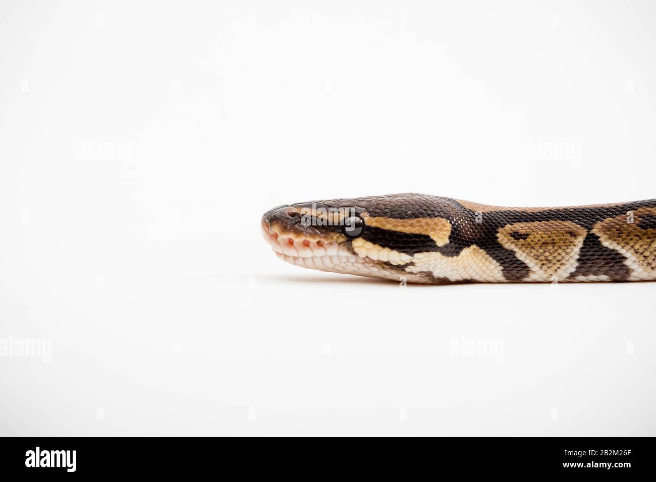 A Royal/Ball Python (Python Regius) isolated on a white background ...