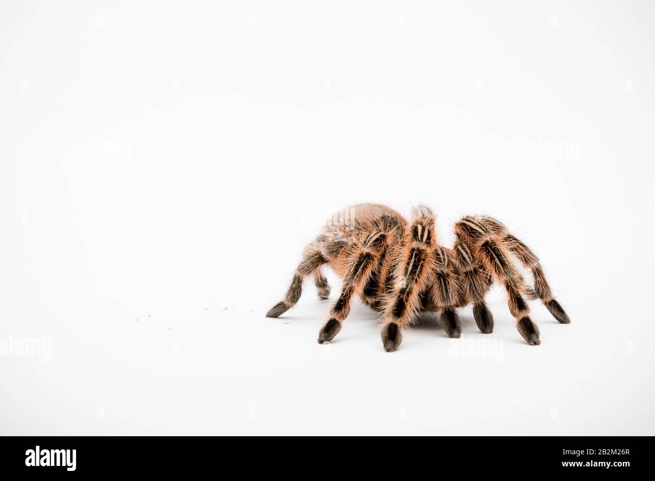A Chilli Rose Tarantula Spider isolated on a white background Stock ...