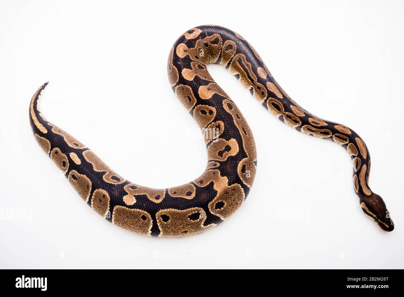 A Royal/Ball Python (Python Regius) isolated on a white background ...