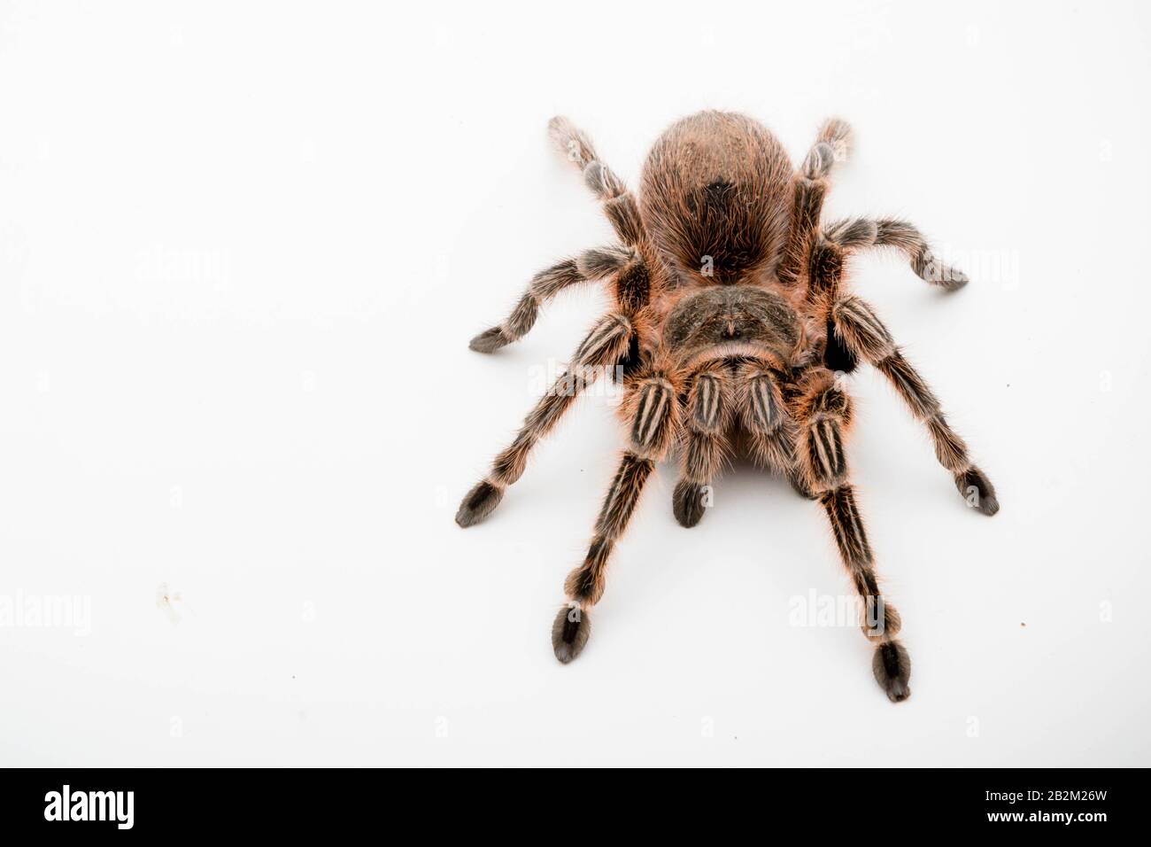 A Chilli Rose Tarantula Spider isolated on a white background Stock ...
