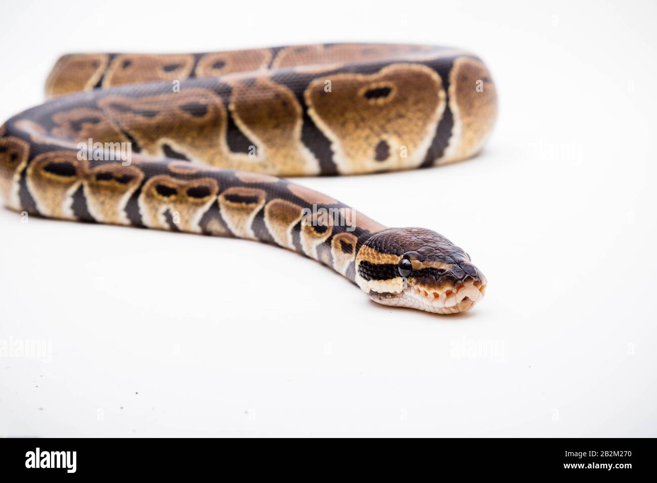 A Royal/Ball Python (Python Regius) isolated on a white background ...