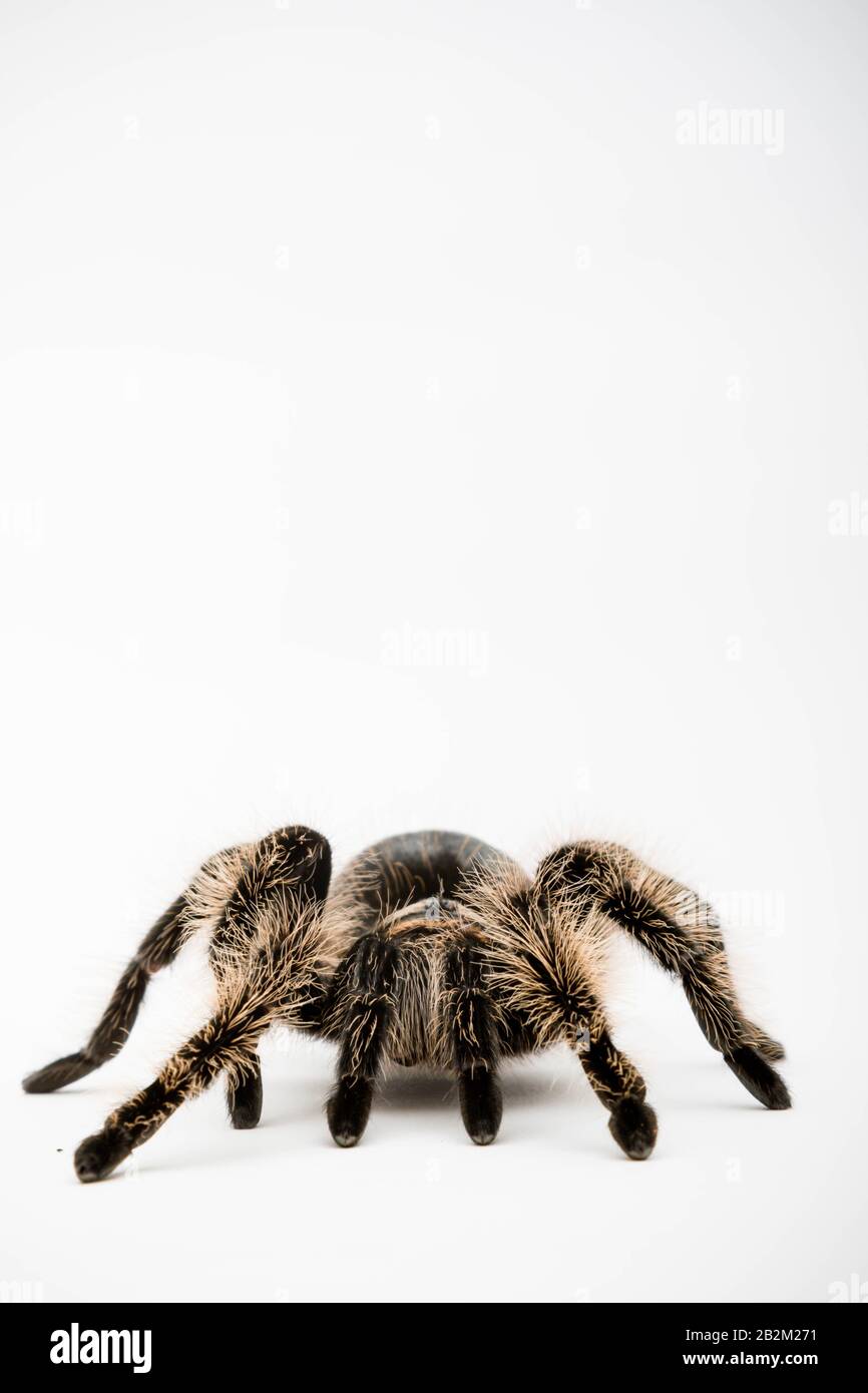 Creepy curly creatures hi-res stock photography and images - Alamy