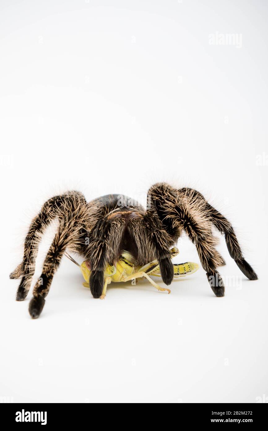 Creepy curly creatures hi-res stock photography and images - Alamy