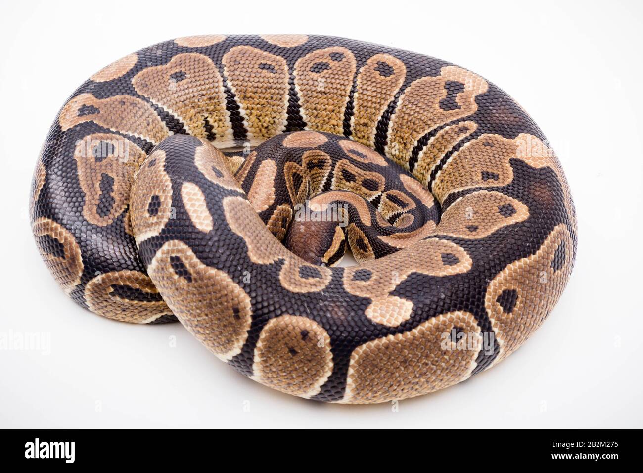 A Royal/Ball Python (Python Regius) isolated on a white background ...