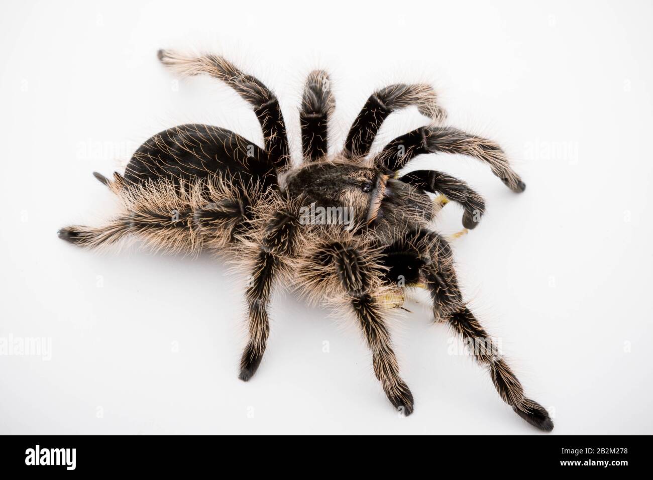 A Honduran Curly Hair Tarantula isolated on a white background feeding ...