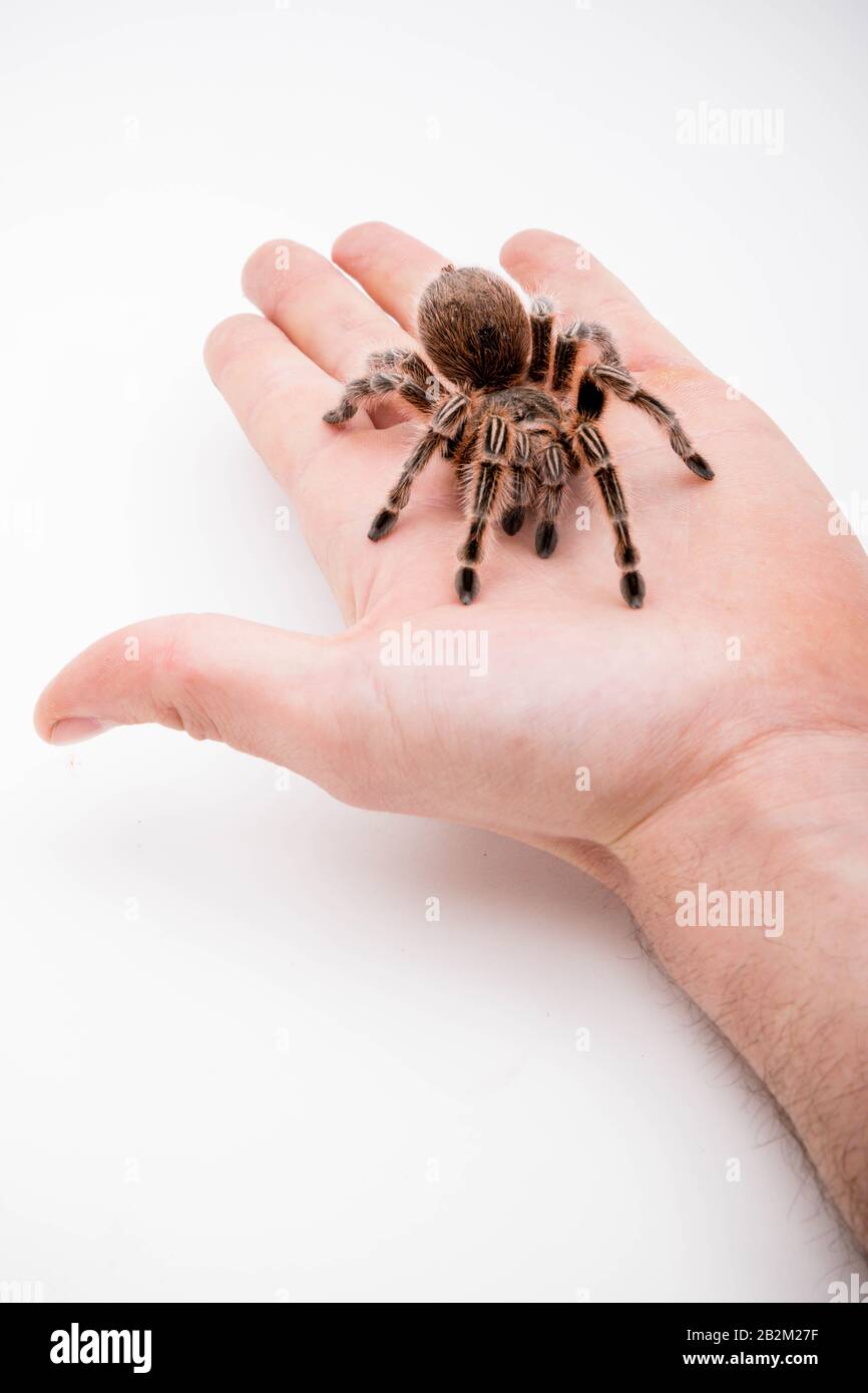 A Chilli Rose Tarantula Spider isitting on a hand solated on a white ...