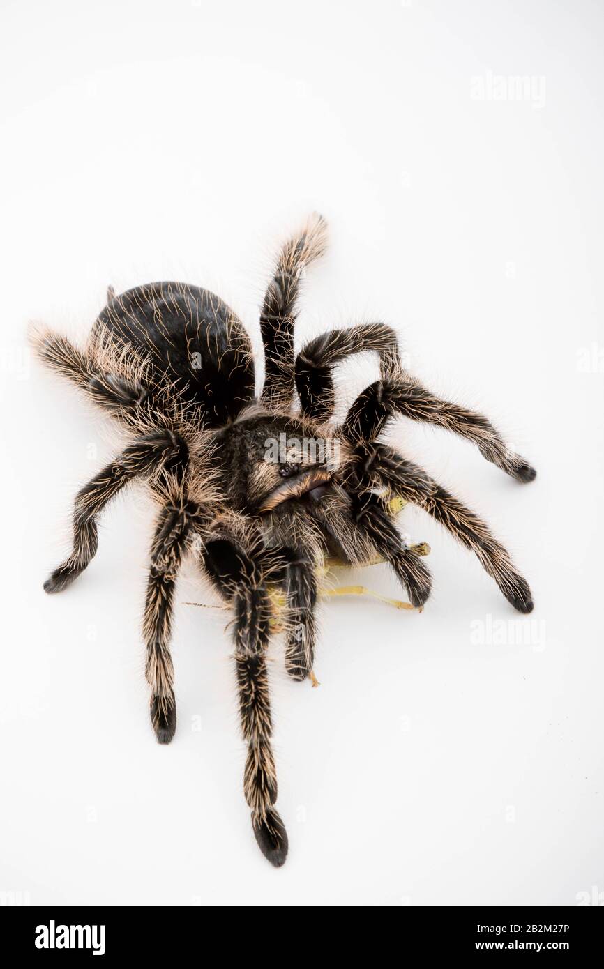 A Honduran Curly Hair Tarantula isolated on a white background feeding ...