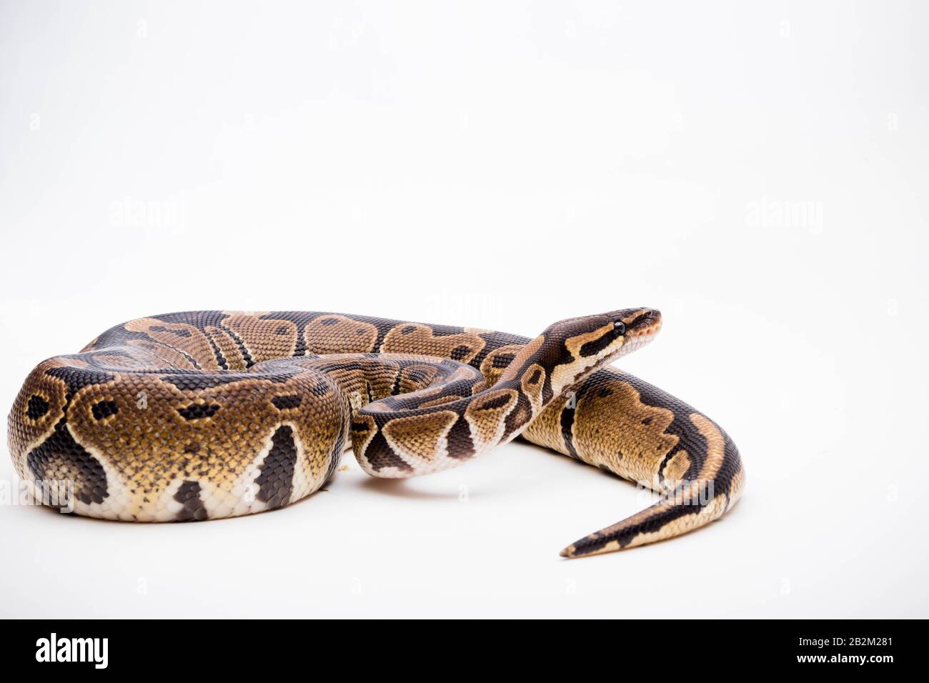 A Royal/Ball Python (Python Regius) isolated on a white background ...