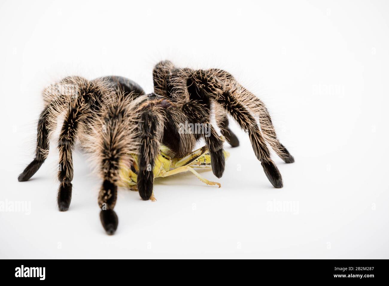 Creepy curly creatures hi-res stock photography and images - Alamy