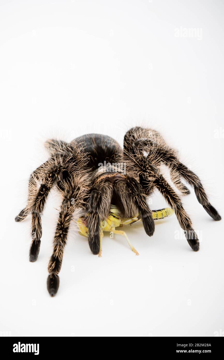 A Honduran Curly Hair Tarantula isolated on a white background feeding ...