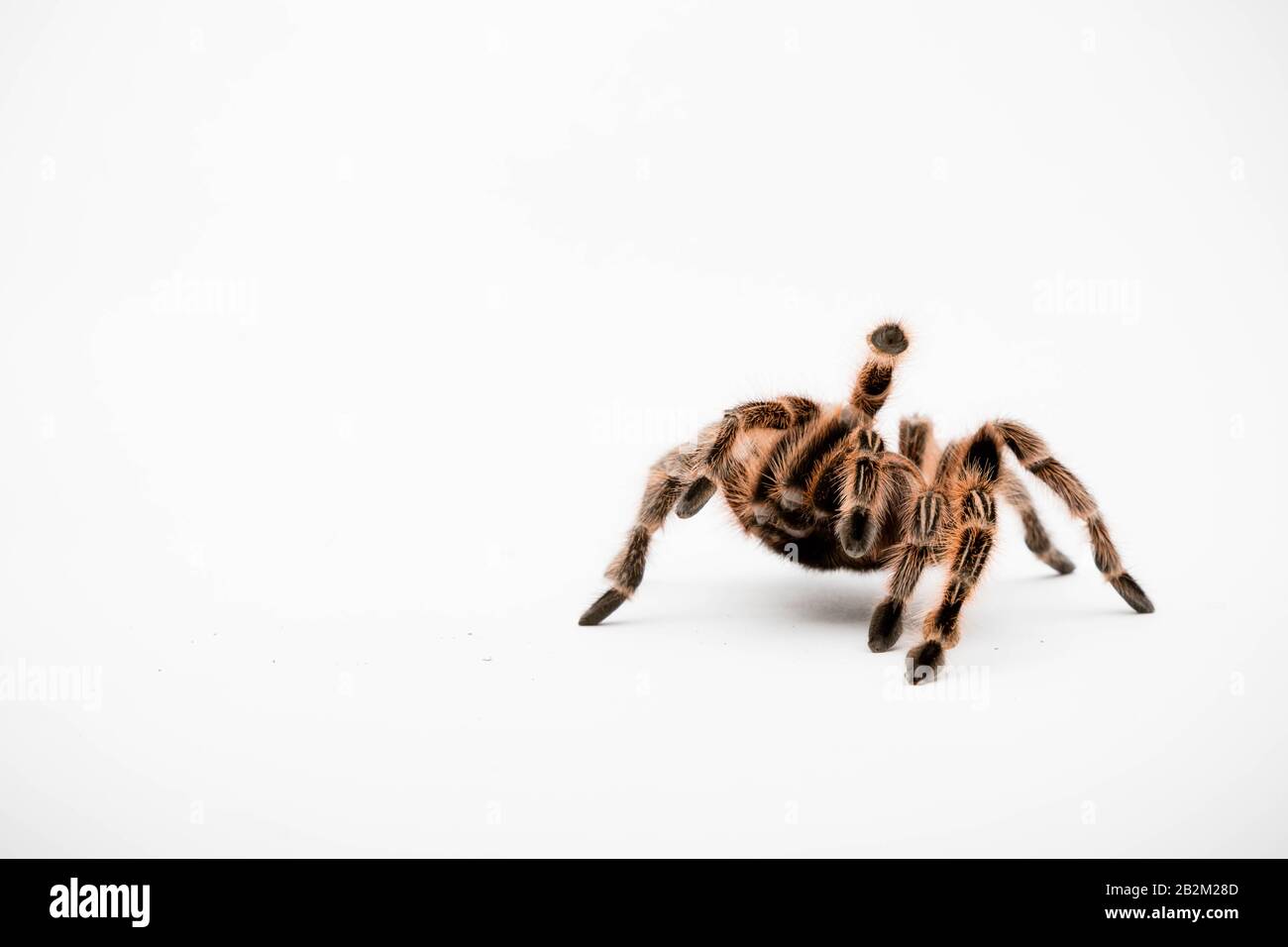 A Chilli Rose Tarantula Spider isolated on a white background Stock ...