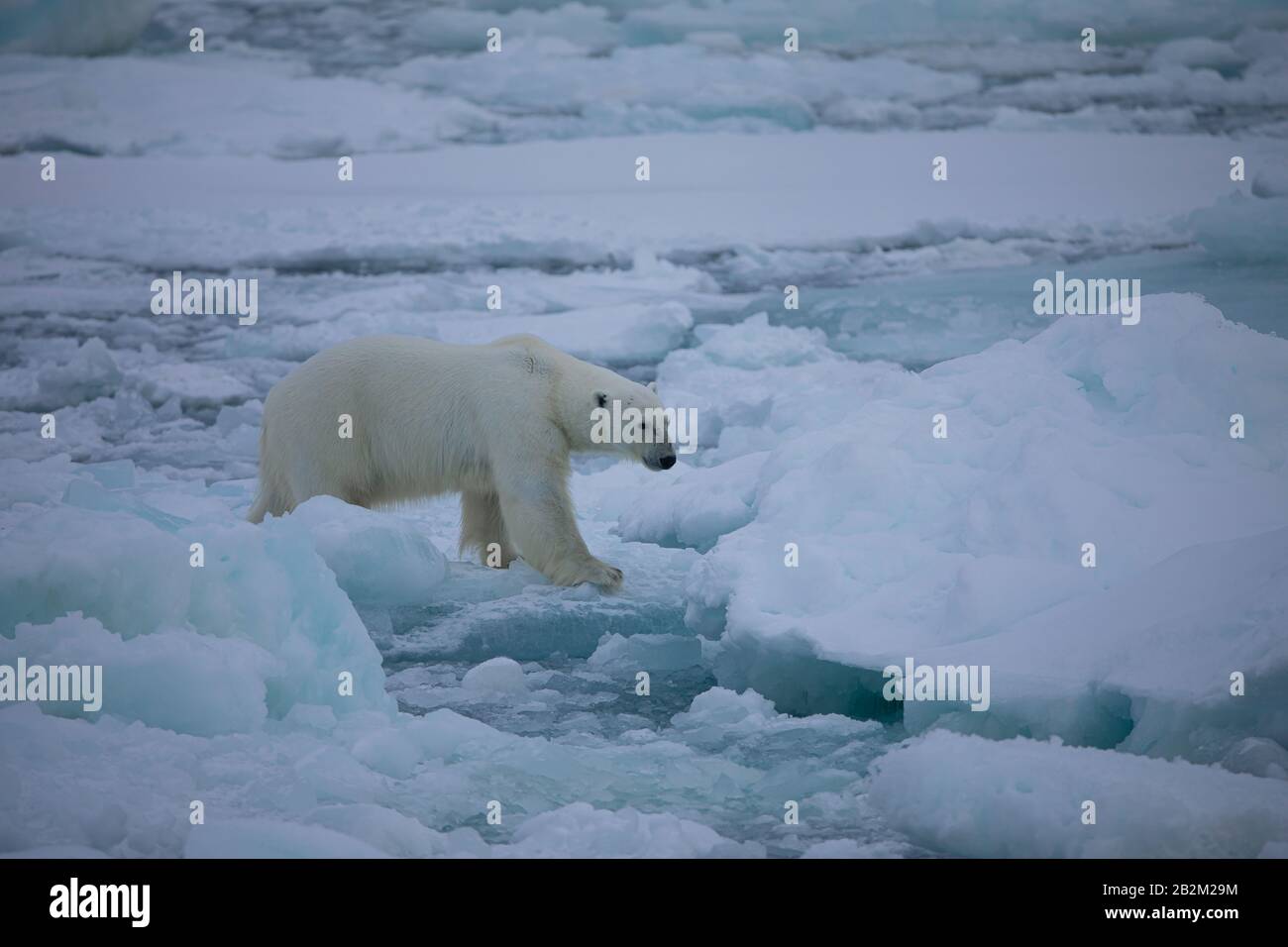 Big Polar bear on the floating ice in the arctic. Svalbard, Norway ...