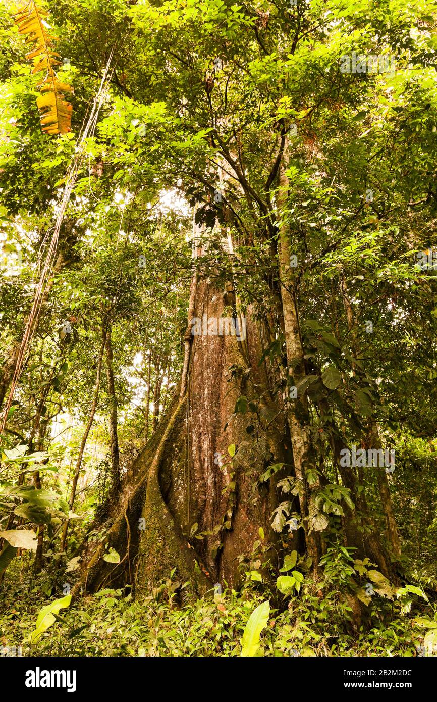 Ecuador and guatemala hi-res stock photography and images - Alamy