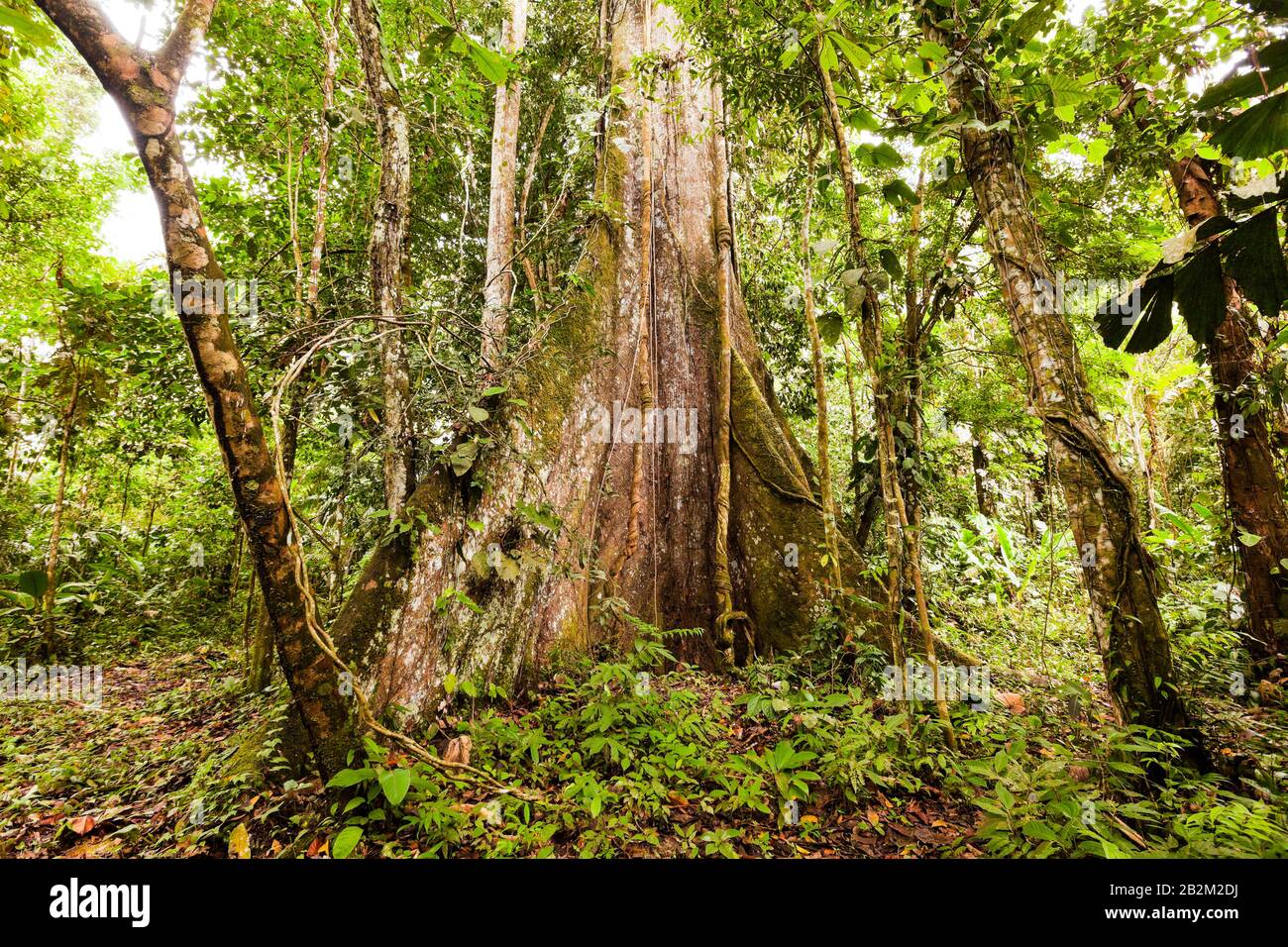 Giant Kapok Tree High Resolution Stock Photography and Images - Alamy