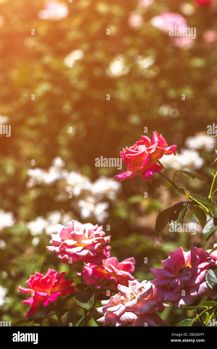 Beautiful garden roses growing in the park. In full bloom with sunlight ...