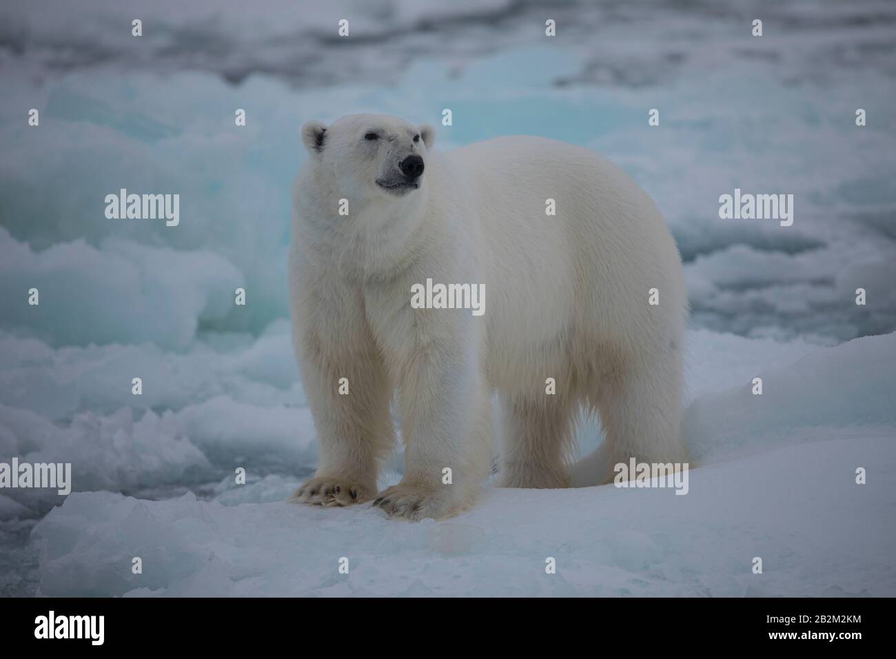Big Polar bear on the floating ice in the arctic. Svalbard, Norway ...